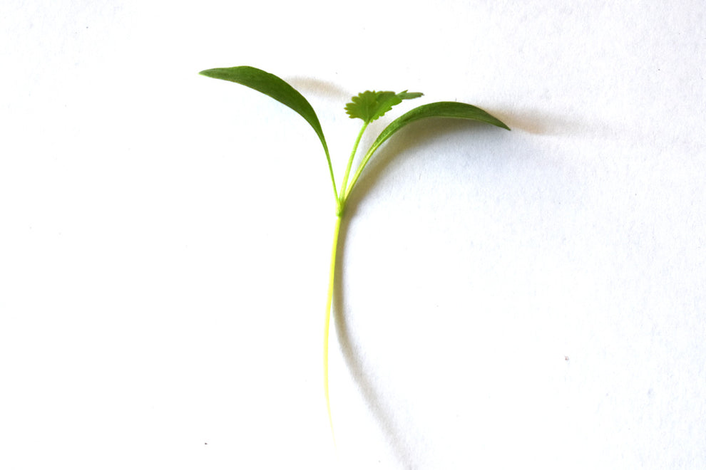 Microgreen Cilantro - Brotes y Germinados - Vertigreen – Vertigreenchile