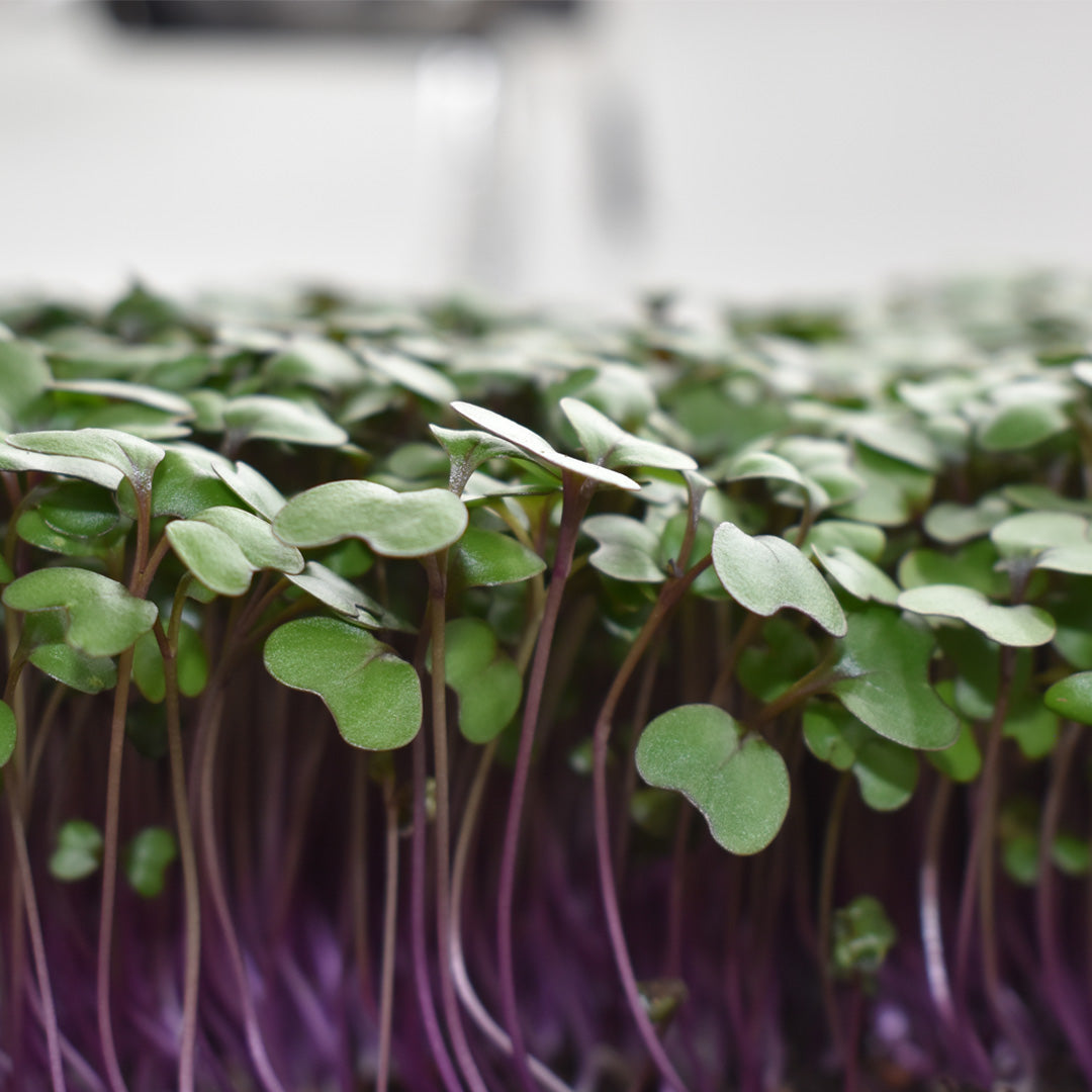 Microgreen Repollo Morado - Brotes y Germinados - Vertigreen ...